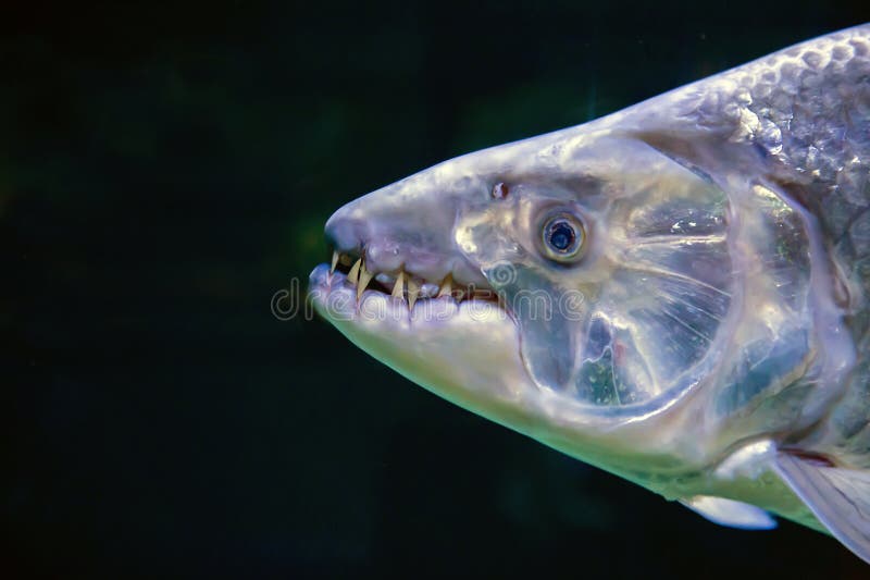 The Head of a Large Tiger Fish with Sharp Teeth on a Dark Background ...