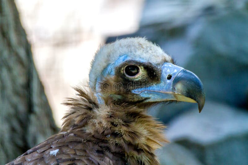 Head of a Large Vulture Bird Stock Photo - Image of sunny, plumage ...