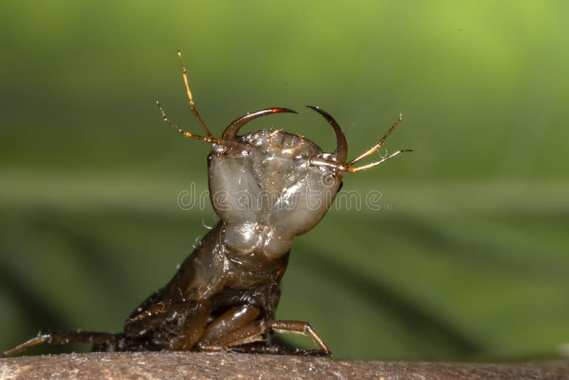 131 Floating Beetle Stock Photos - Free & Royalty-Free Stock Photos ...