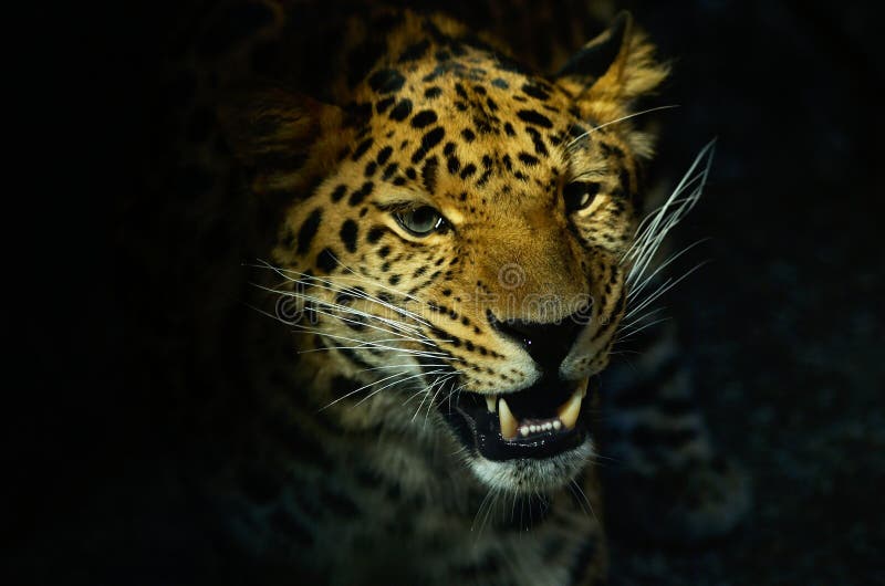Head of leopard stock photo. Image of danger, natural - 15471324
