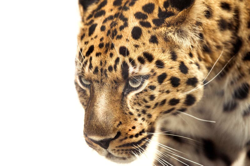 Head of Leopard Isolated on White Stock Photo - Image of hunt, eyes ...