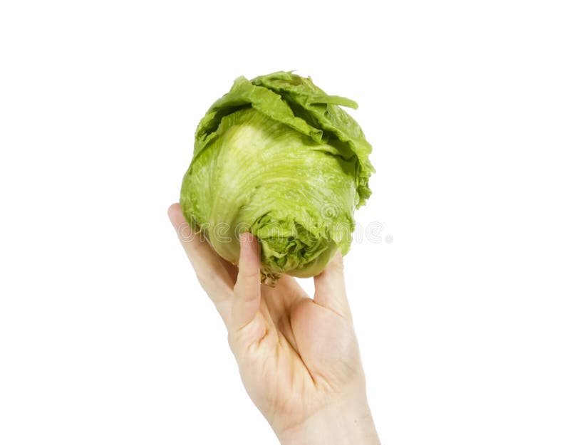 Head of Lettuce stock photo. Image of living, careful, salad - 529518