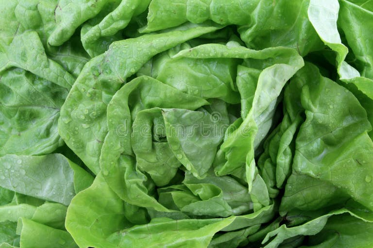 A head lettuce stock image. Image of german, lettuce - 68487309