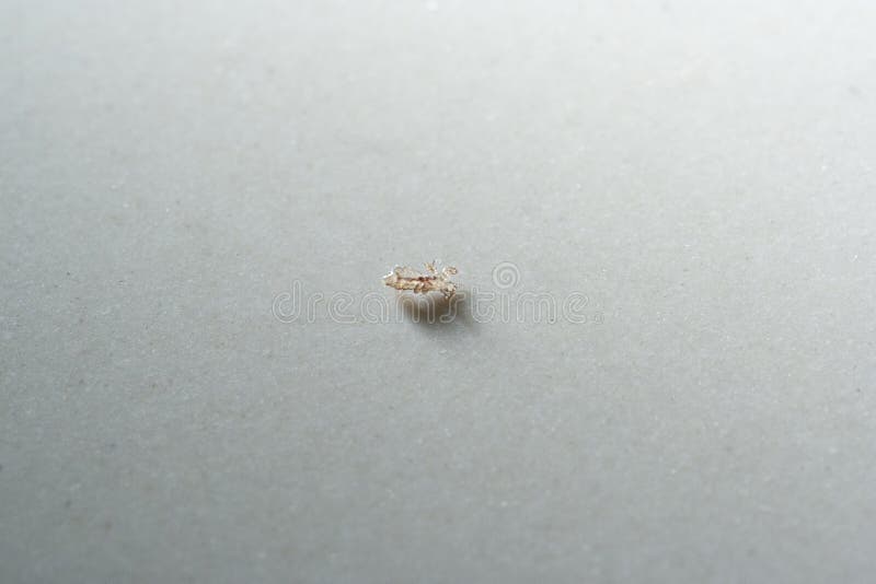 Body Lice Microscope Stock Photos - Free & Royalty-Free Stock Photos ...