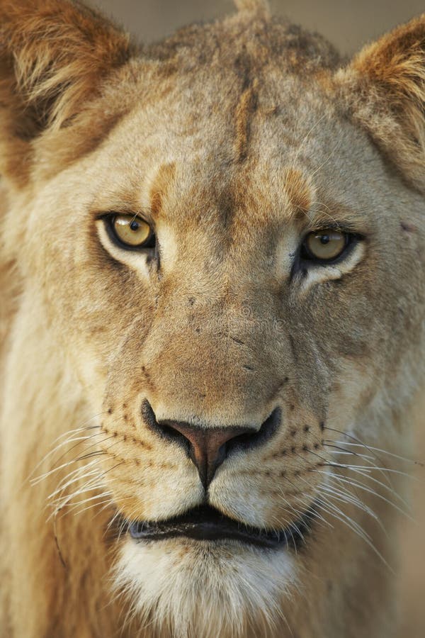 Head of Lioness stock photo. Image of ears, mammal, africa - 5345366