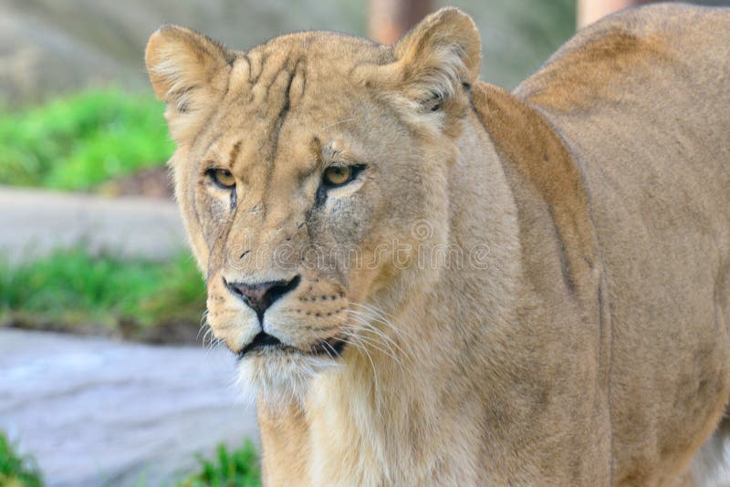 Lioness head stock photo. Image of feline, power, lion - 47821620