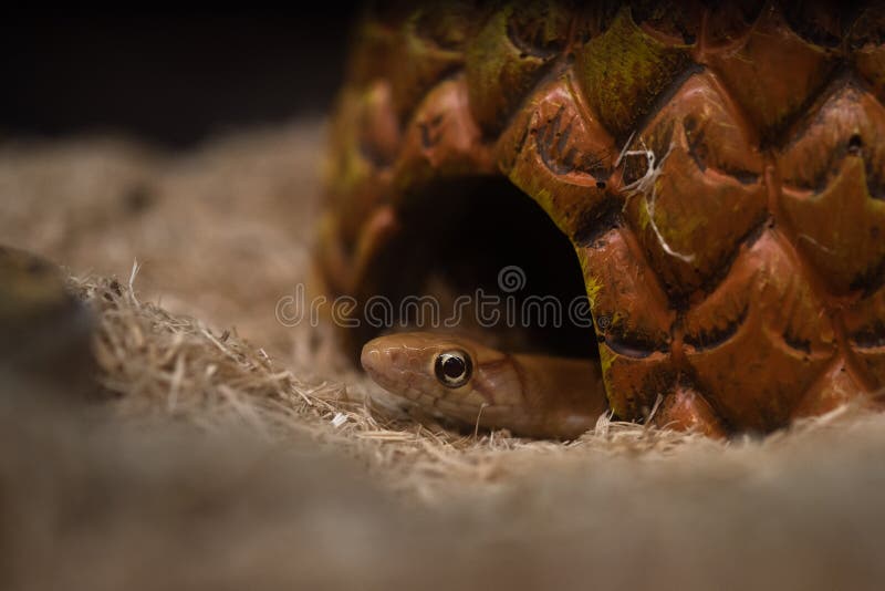 Head of little snake stock photo. Image of reptile, ecosystem - 259902938