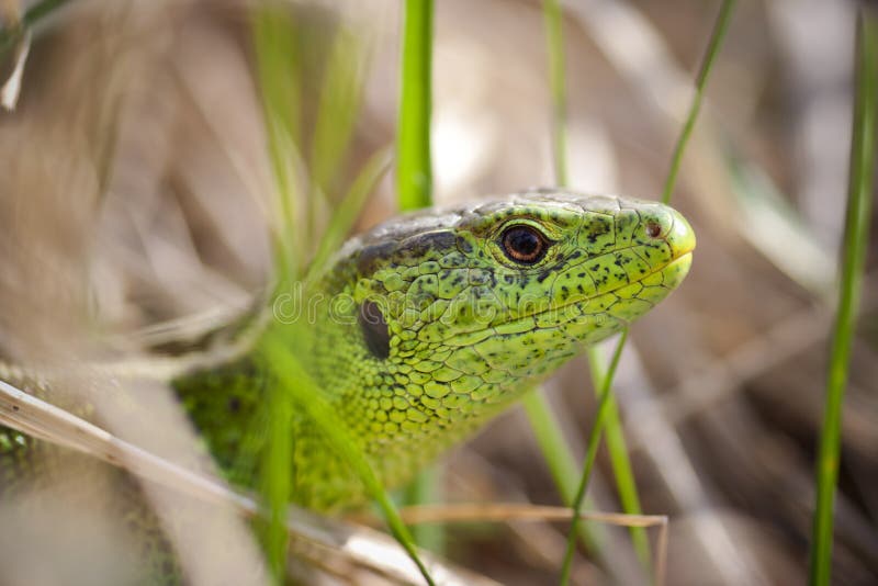 Head of lizard stock photo. Image of animal, creeper - 19820414
