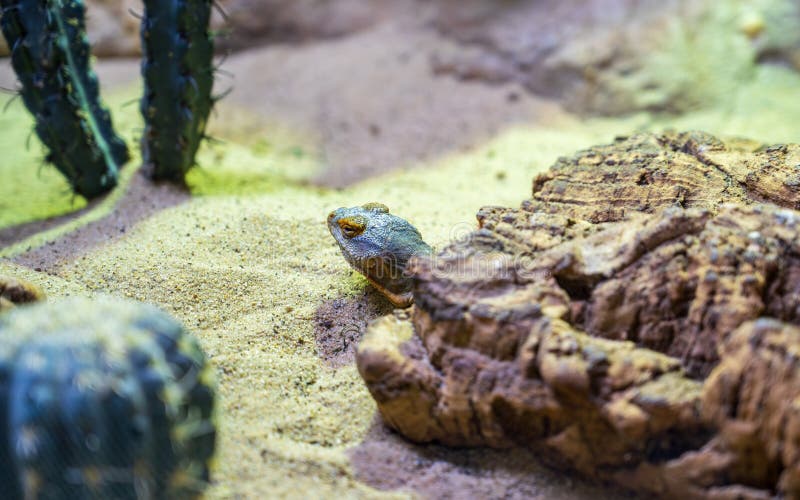 Head of Lizard Hiding Behind Rock Stock Image - Image of detail, cactus ...