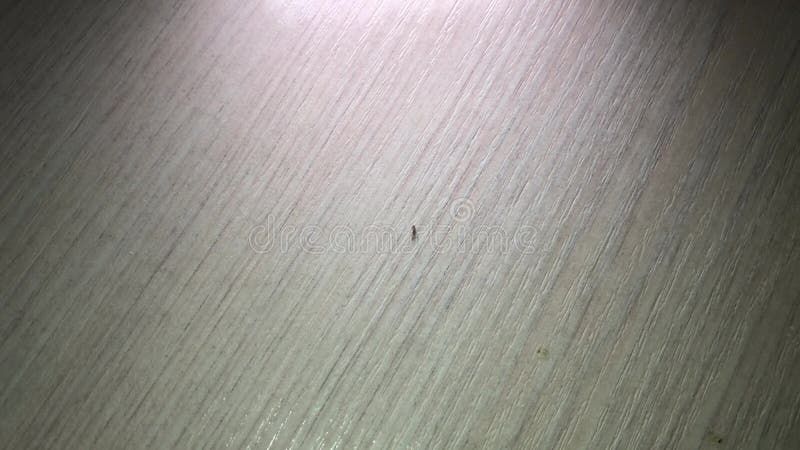 Head Lice are a Human Parasite Stock Footage - Video of surface ...