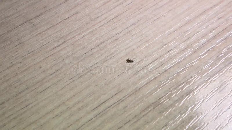 Head Lice are a Human Parasite Stock Footage - Video of surface ...