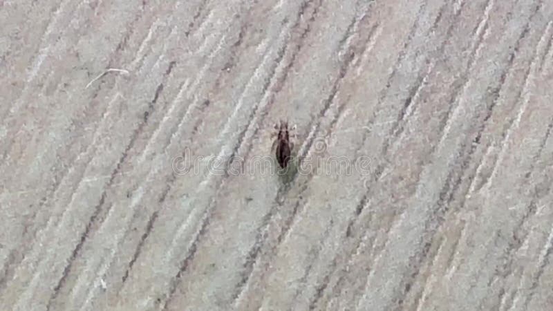 Head Lice are a Human Parasite Stock Footage - Video of surface ...