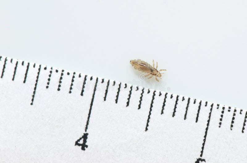 Head Louse on a White Background Next To a Ruler with Centimeter Stock ...