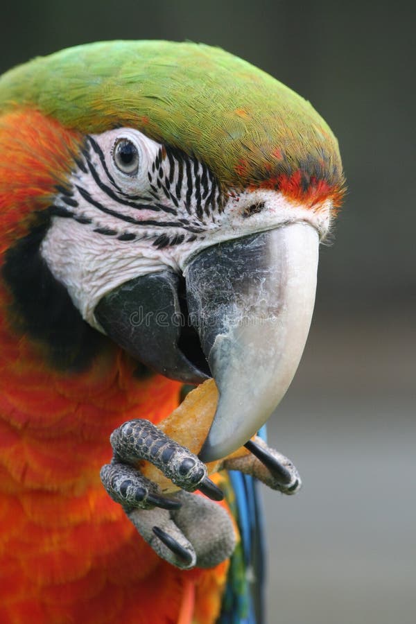 Parrot head stock image. Image of amazon, tropical, closeup - 6262867