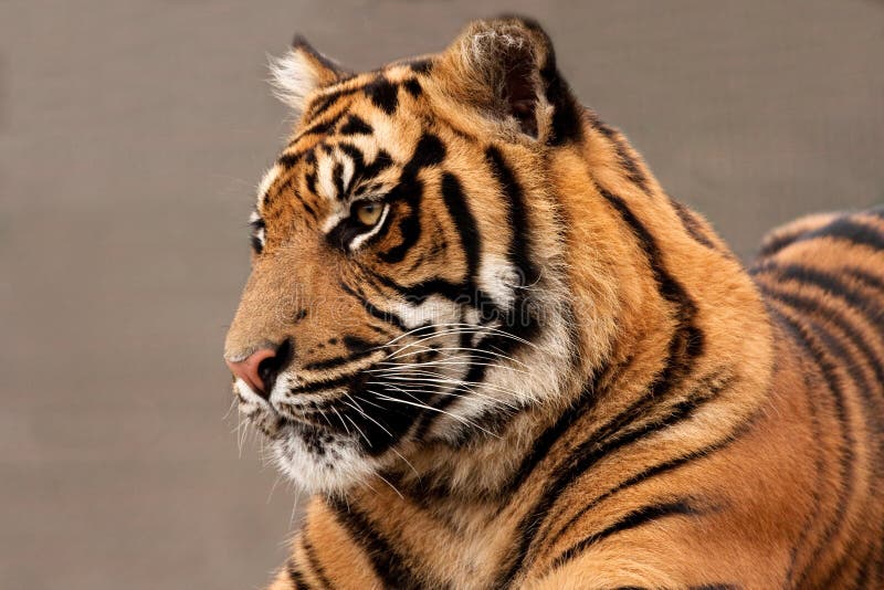 Head of a Magnificent Sumatran Tiger Stock Photo - Image of whiskers ...