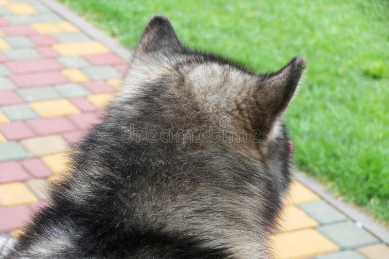 Head of a Malamute Dog Close-up. Back View Stock Photo - Image of ...