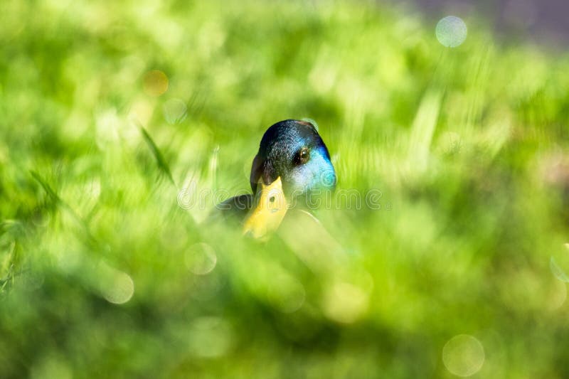 Head of Male Duck Looking into the Shot Stock Photo - Image of outdoor ...