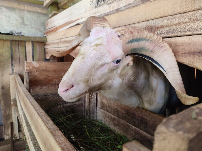 The Head of a Male Goat Comes Out of the Cage Stock Photo - Image of ...
