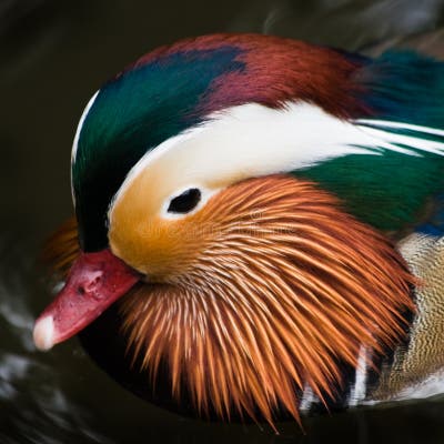 Head of Mandarin duck stock image. Image of asia, duck - 12431797
