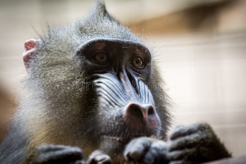 Head of mandrill stock photo. Image of animal, eyes, sphinx - 97176162