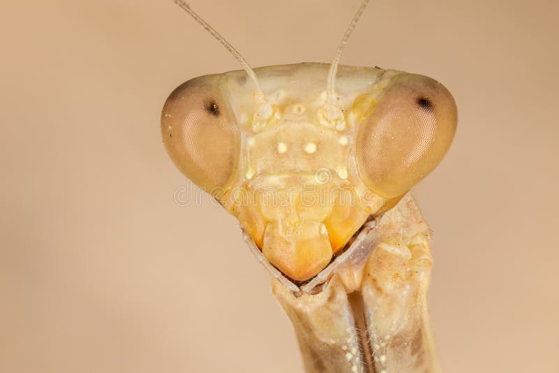 The head of mantis stock photo. Image of animal, head - 90115230