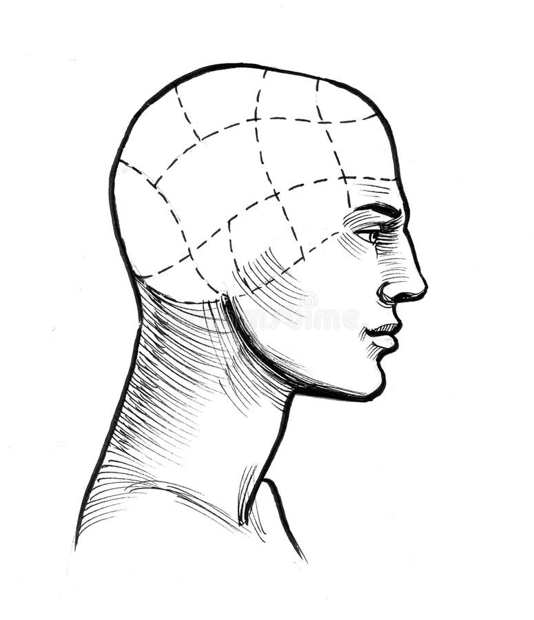 Head medical chart stock illustration. Illustration of mind - 112452605