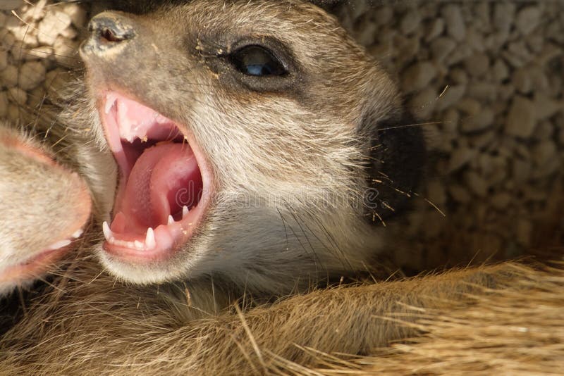 Aggressive Angry Meerkat Children Showing Teeth Stock Photo - Image of ...