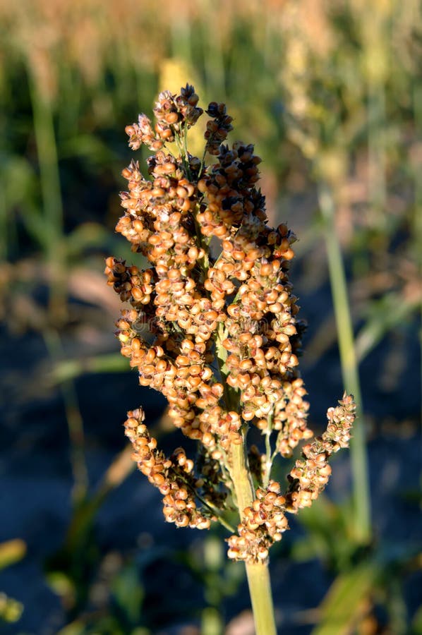 534 Milo Crop Stock Photos - Free & Royalty-Free Stock Photos from ...