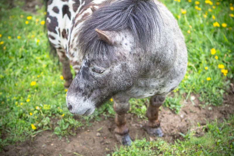 Small pony in a field stock image. Image of grey, equestrian - 105192545