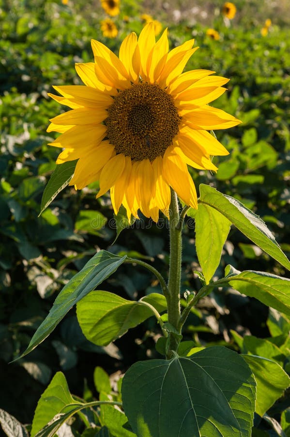 Head of a Miniature Sunflower Stock Image - Image of plant, floral ...