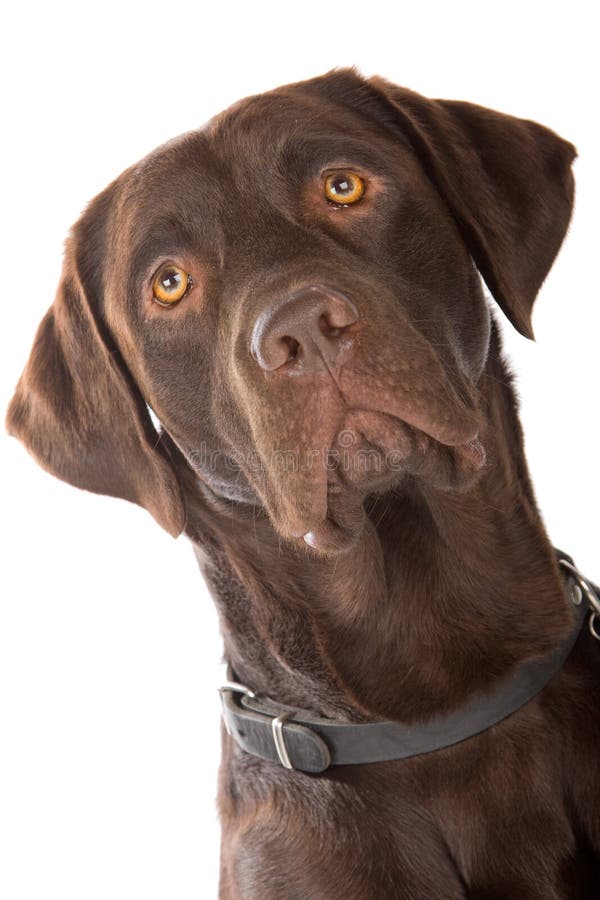 Black Labrador dog stock image. Image of face, labrador - 35650419