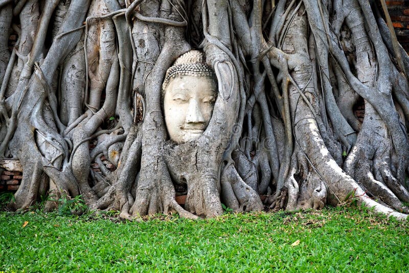 The Head of a Monk in a Tree from Ancient Times. at a Temple in ...