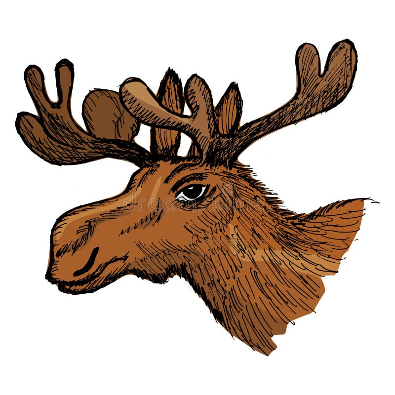 Head of moose stock vector. Illustration of horn, animal - 32995148