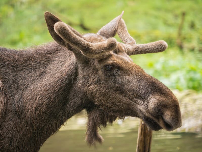 Head of a moose stock image. Image of male, face, outdoor - 104450971