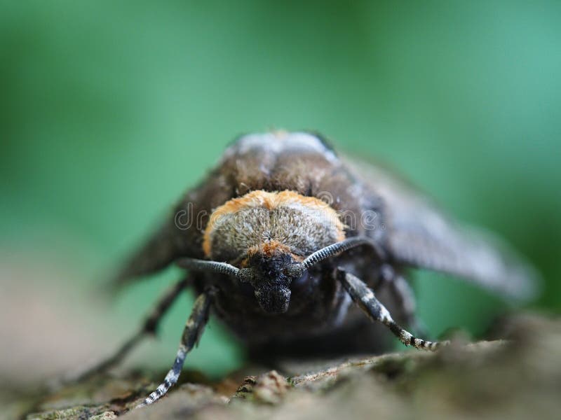 Head of a moth stock image. Image of legs, macro, moth - 372487887