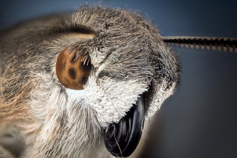 Head of moth macro stock image. Image of fabric, insect - 126768219