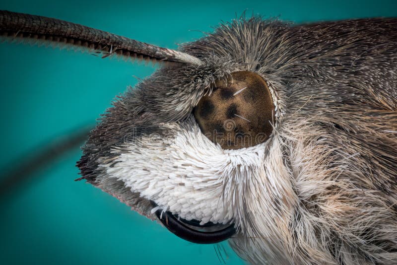 Head of moth macro stock photo. Image of antennae, biology - 165948604