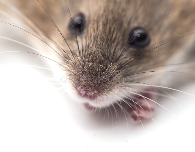 Head mouse. macro stock image. Image of laboratory, medical - 104012217