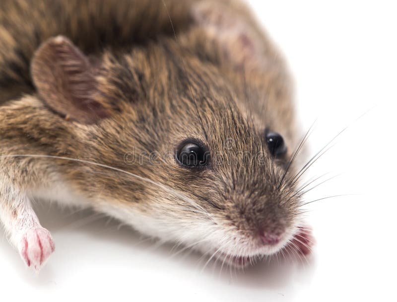 Head mouse. macro stock photo. Image of animal, gray - 100597804