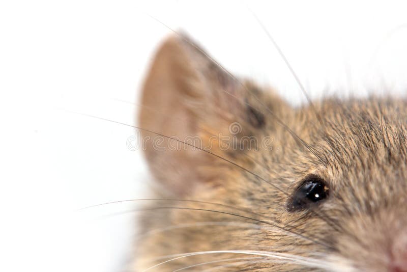 Head mouse. macro stock image. Image of laboratory, medical - 104012217