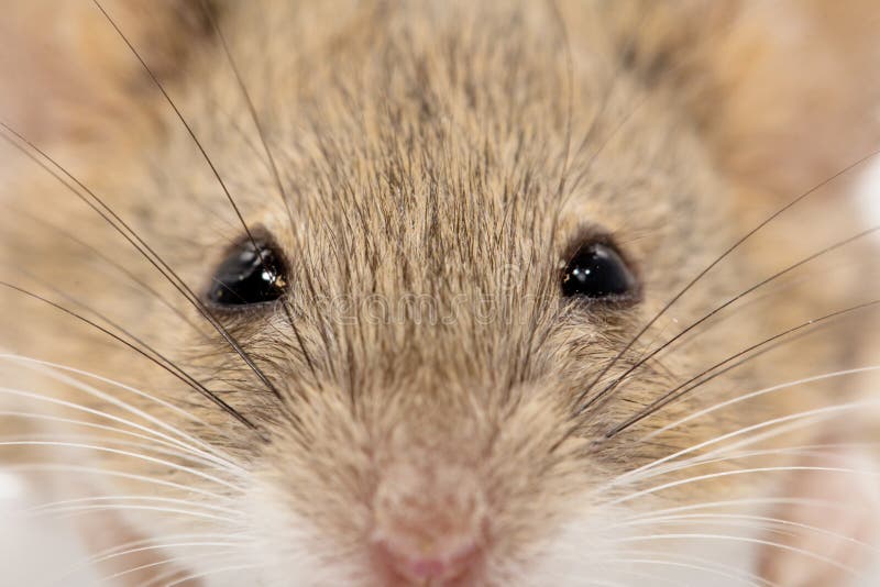 Head mouse. macro stock image. Image of furry, look - 104390323