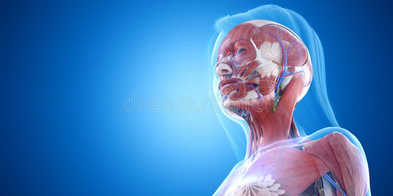 Muscles of the head stock illustration. Illustration of skeleton ...