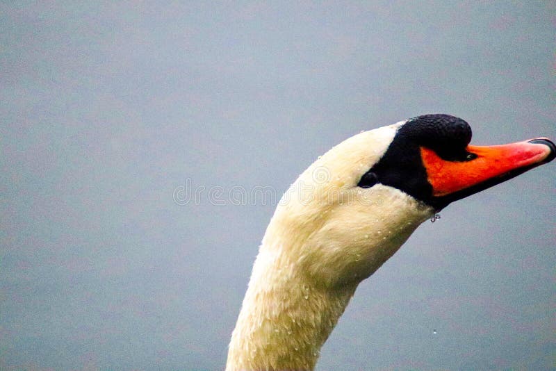 A Close Up of the Head of a Mute Swan Stock Photo - Image of head, mute ...