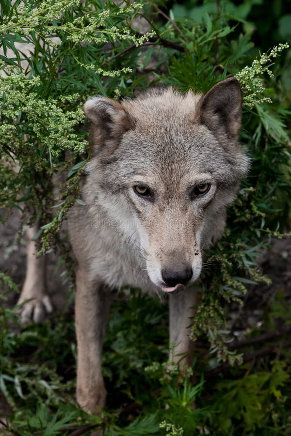 The Wolf Female Wolf Vigorously Shakes Off Hair from Snow during a ...