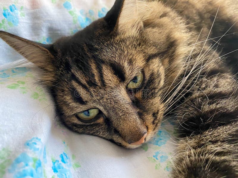 The Head and Muzzle of a Striped Fluffy Beautiful Sleeping Cat with ...