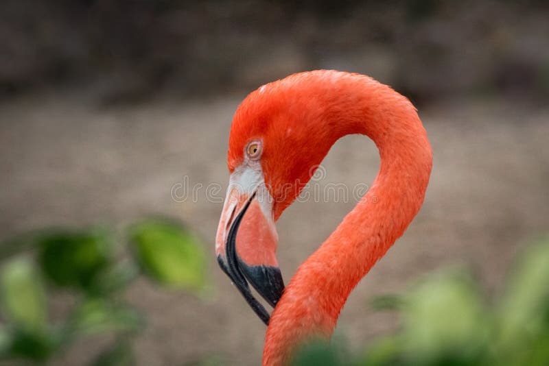 Head and Neck of an American / Caribbean Flamingo Stock Image - Image ...