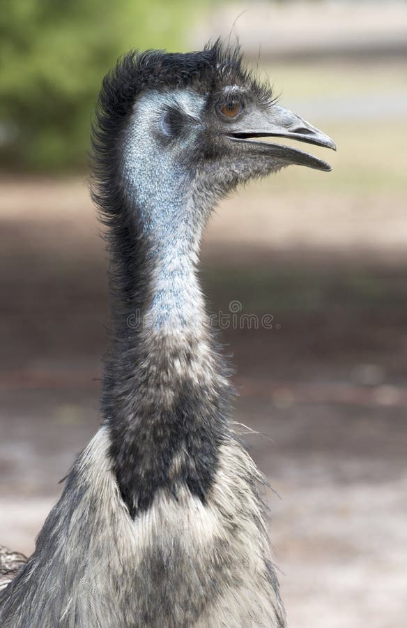 Emu stock image. Image of flightless, feathers, head - 29882663