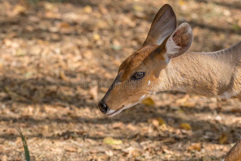Head and Neck of a Bushbuck Ewe Stock Photo - Image of ungulate ...