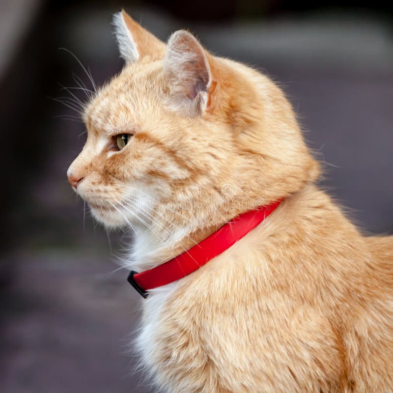 Head and Neck of Ginger Tabby Cat with Red Collar Stock Image - Image ...