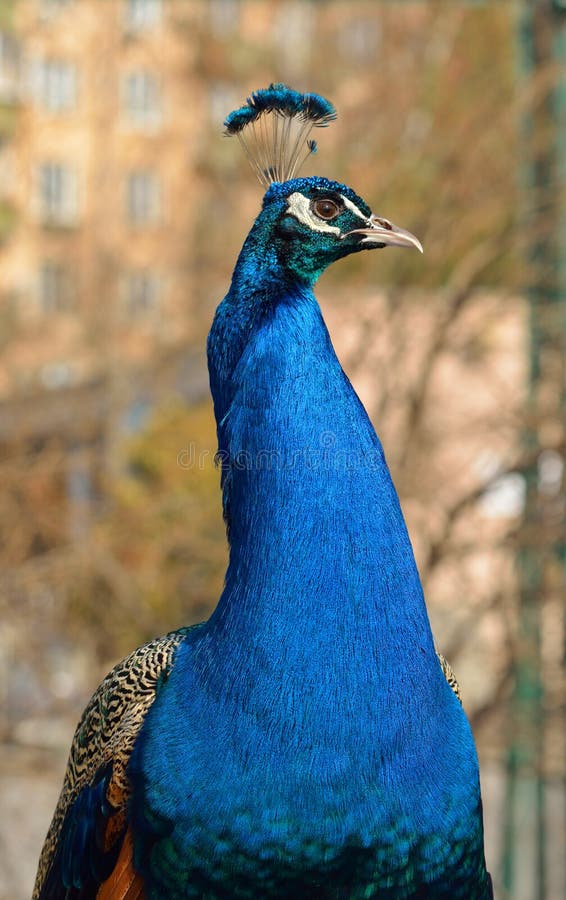 Head and Neck of Indian Peacock Stock Image - Image of natural ...